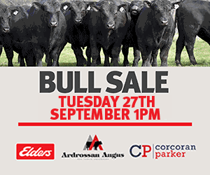 Member Services - Angus Australia