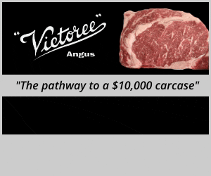 News | Angus Australia