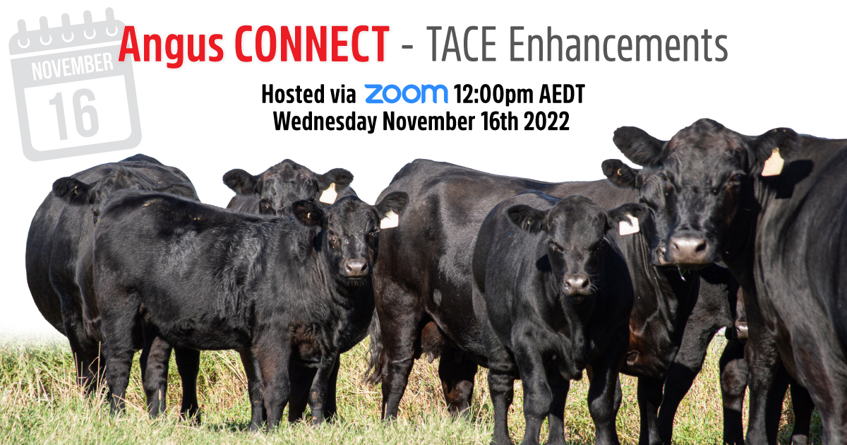 Angus CONNECT – TACE Enhancements - Angus Australia
