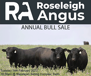 Introducing New Angus Selection Indexes - Angus Australia