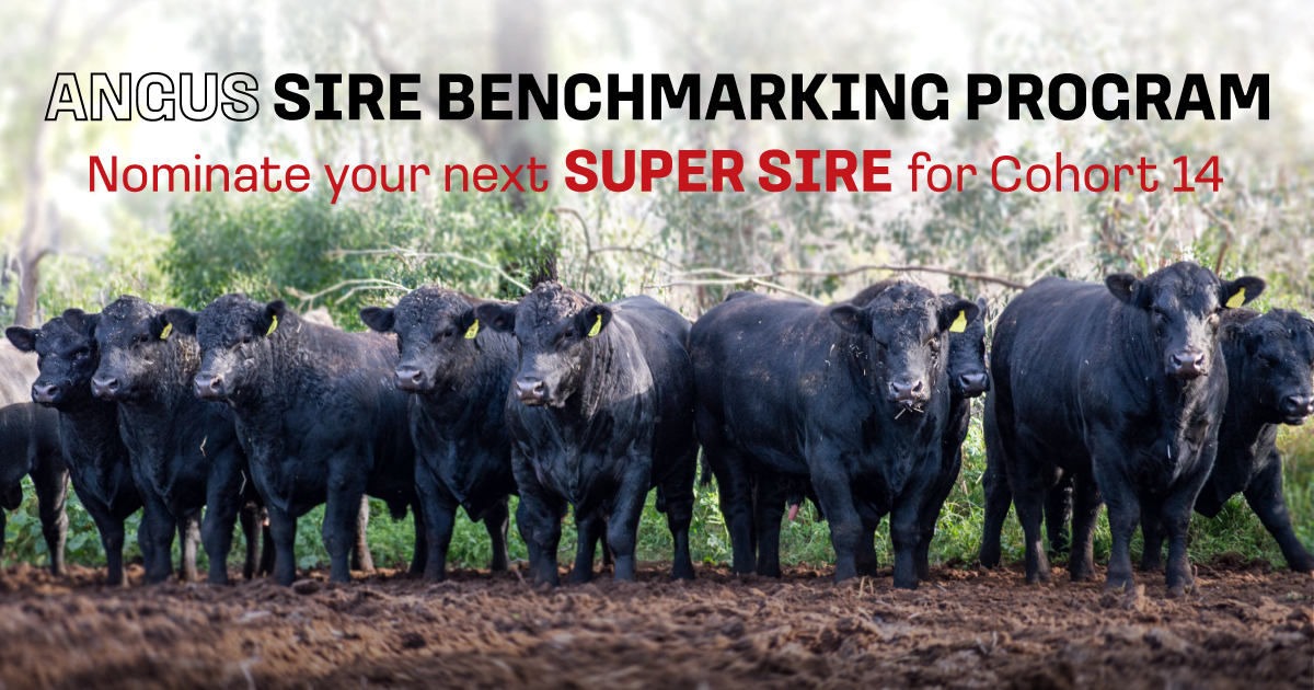 Bull Nominations OPEN - Cohort 14 - Angus Australia