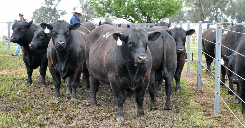 Neogen Angus Foundation Production Tour to Visit Ascot and Dunmore ...